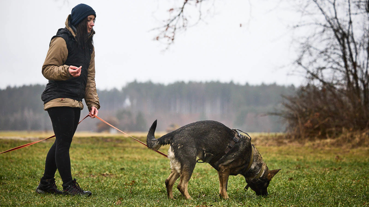 How to Choose the Best Dog Harness for Walks, Training & Travel | UK ...