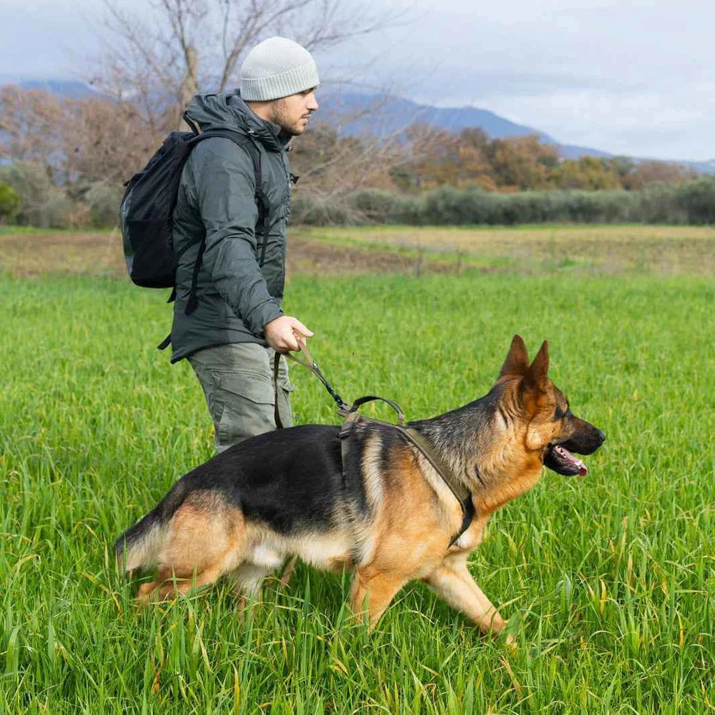 Touring Bungee WD Dog Line Black | Elastic Training Lead for Running ...