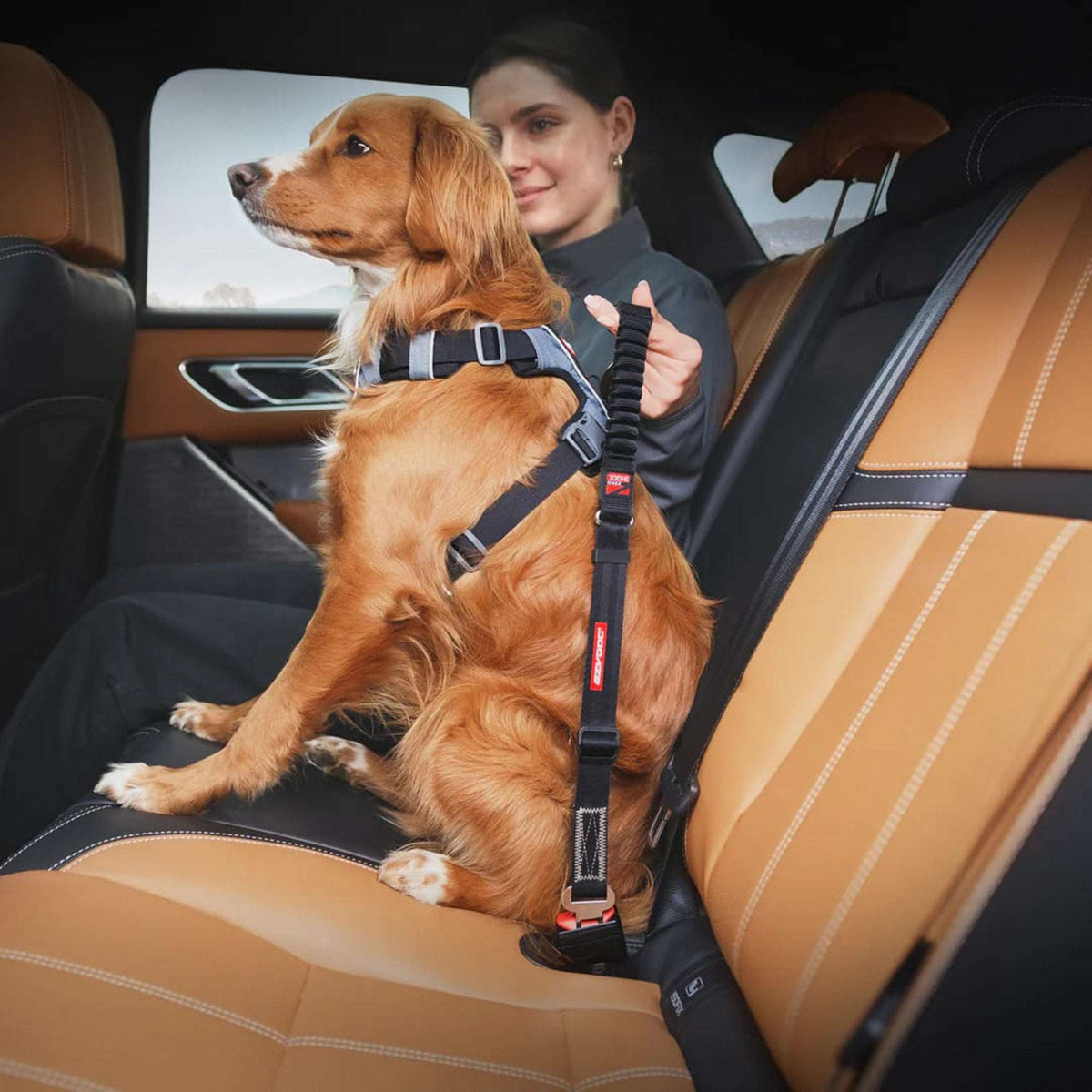 Click Dog Seat Belt Attachment with Drive Click Lead | Pet Shop ...